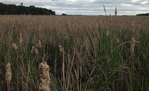 ParkPlanning - Management of Non-Native Hybrid Cattails